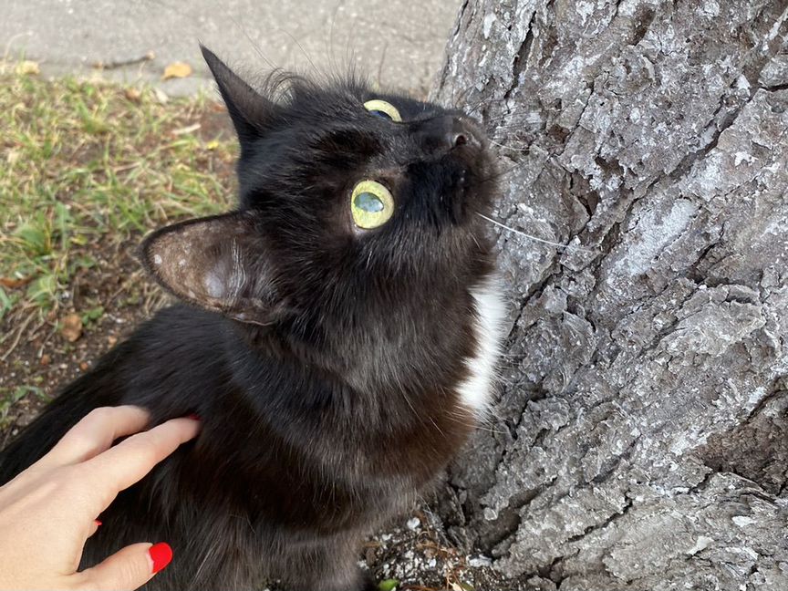 Кошка потеряшка