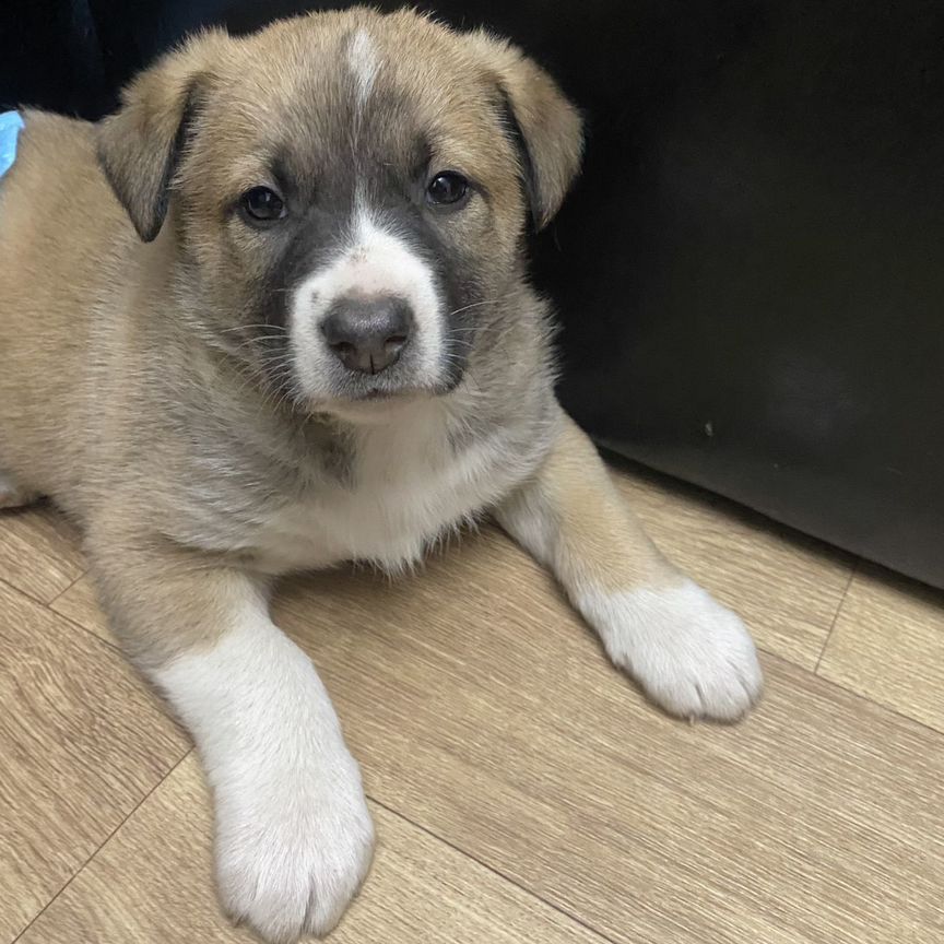 Щенок в добрые руки