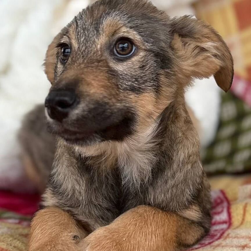 Щенок в добрые руки