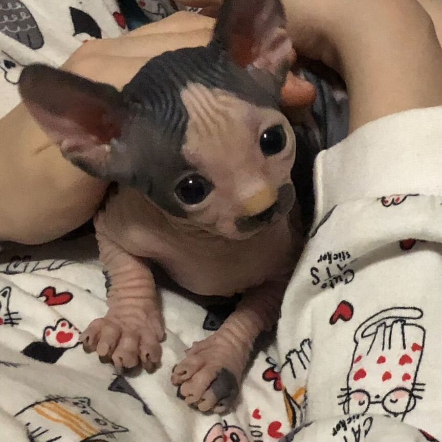 Канадский сфинкс девочка