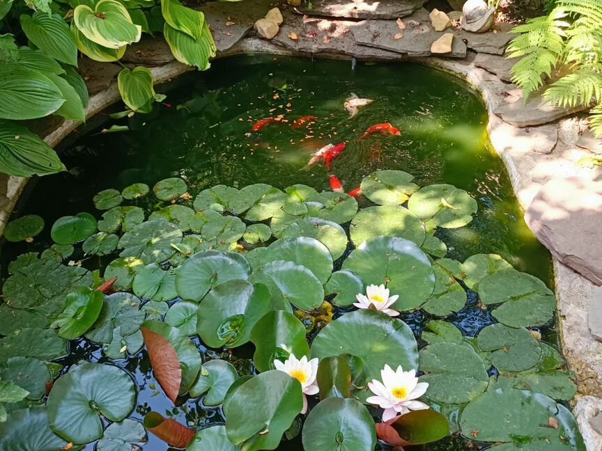 Золотые рыбки Комета