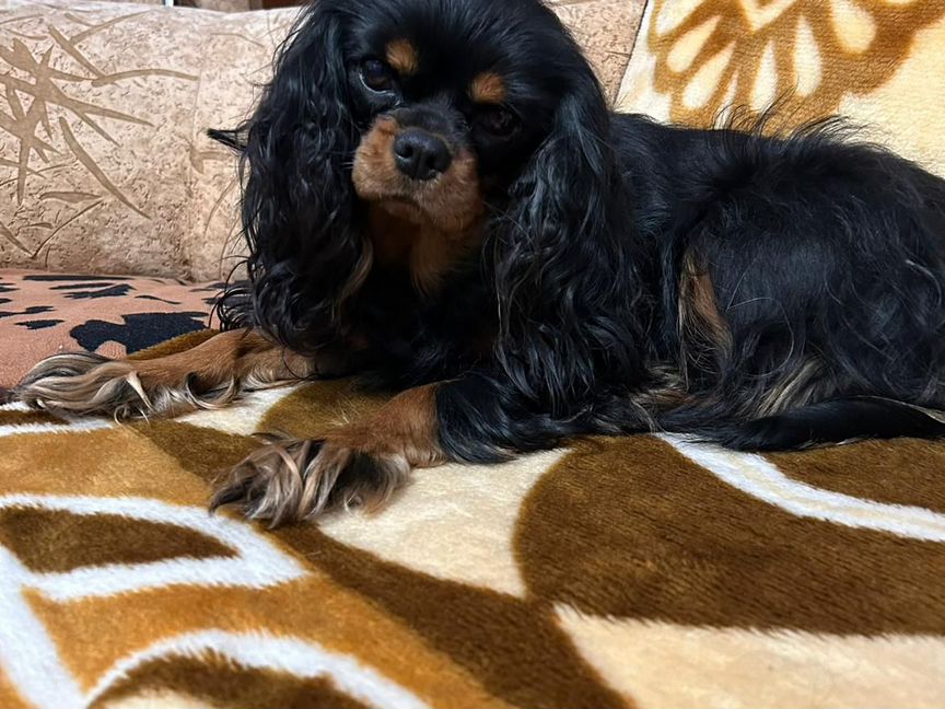 Прелестное создание