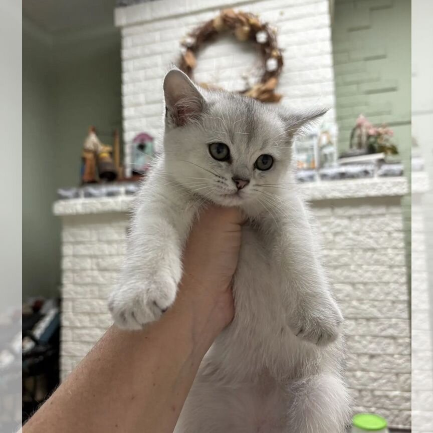 Британский короткошёрстный котёнок