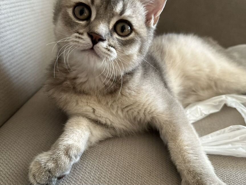 Британский котенок