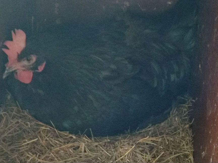 Курица наседка