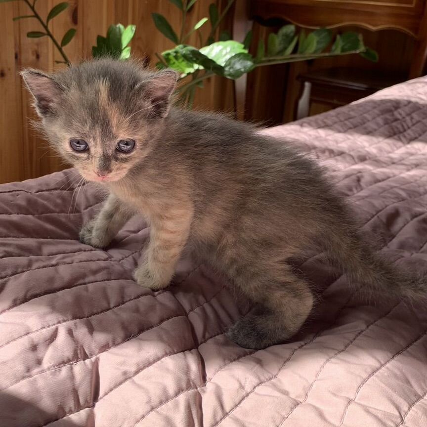 Сиамская кошечка