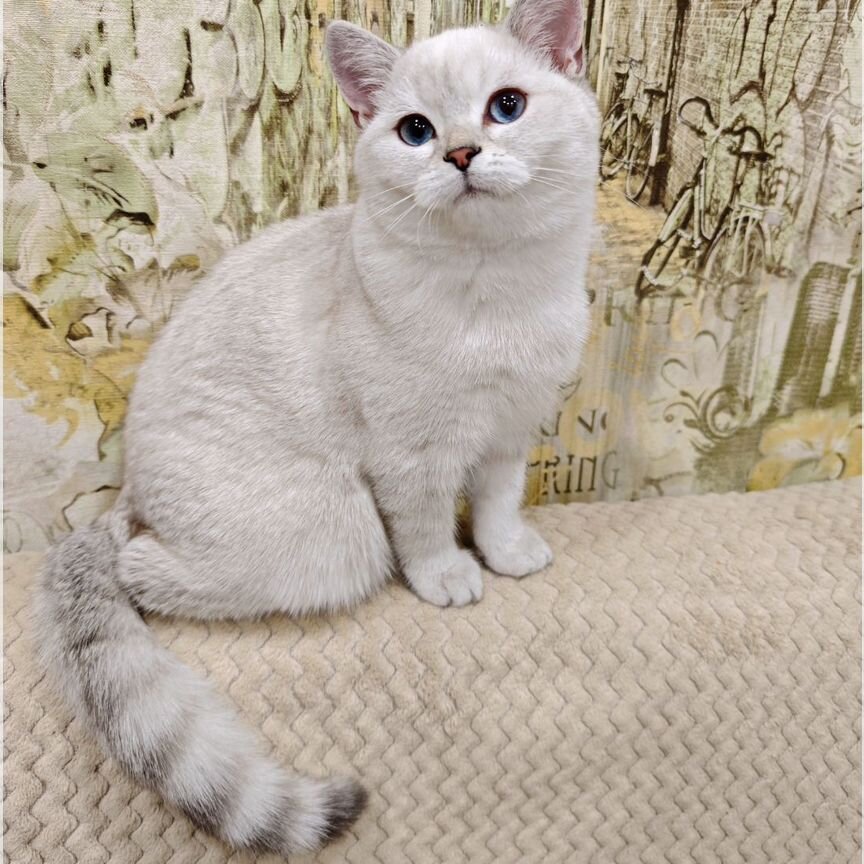 Британский короткошёрстный котёнок