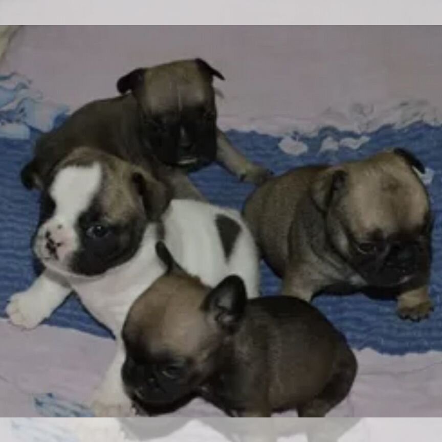 Французский бульдог, щенок