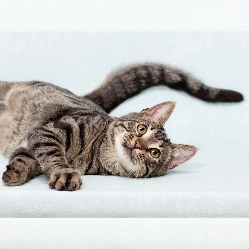 Преданный котенок ищет дом