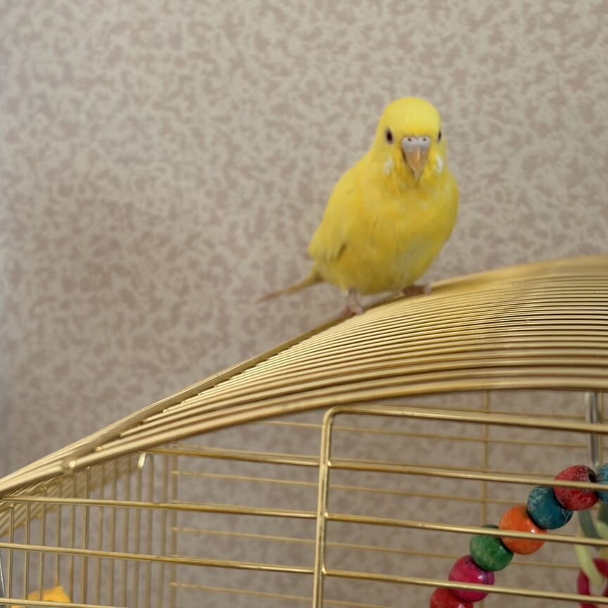 Волнистый попугай самка