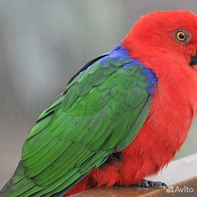 Королевский попугай