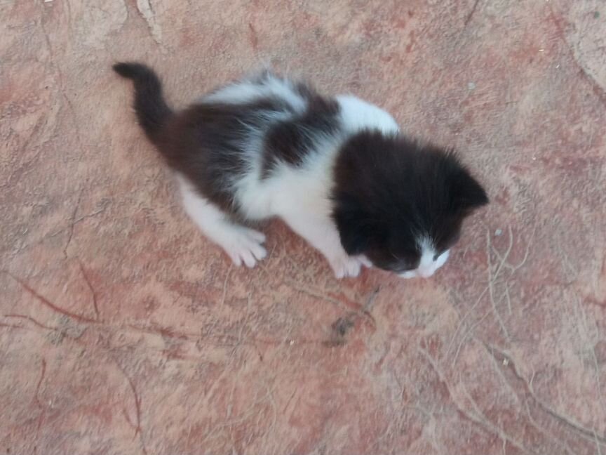 Котята от кота крысылова