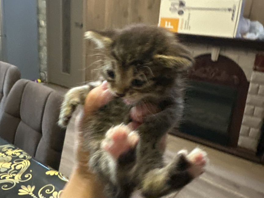 Котенок отдам даром