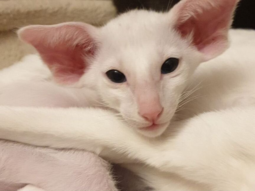 Ориентальные котята