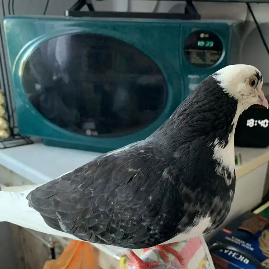 Голубь