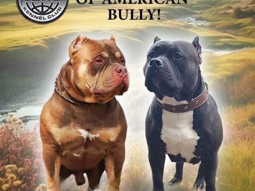 Щенки Американский булли