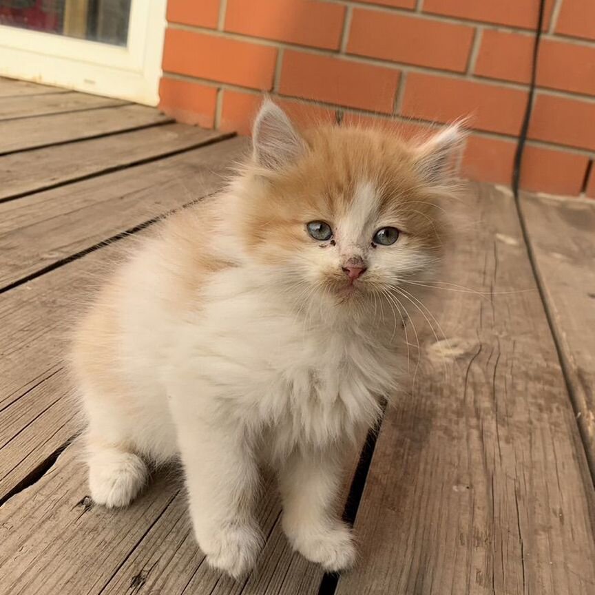 Котенок девочка в добрые руки
