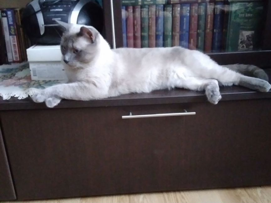 Кот (таец ) в очень добрые руки