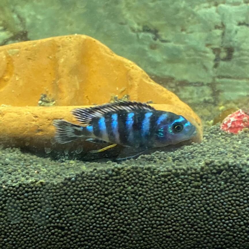 Рыба демасони