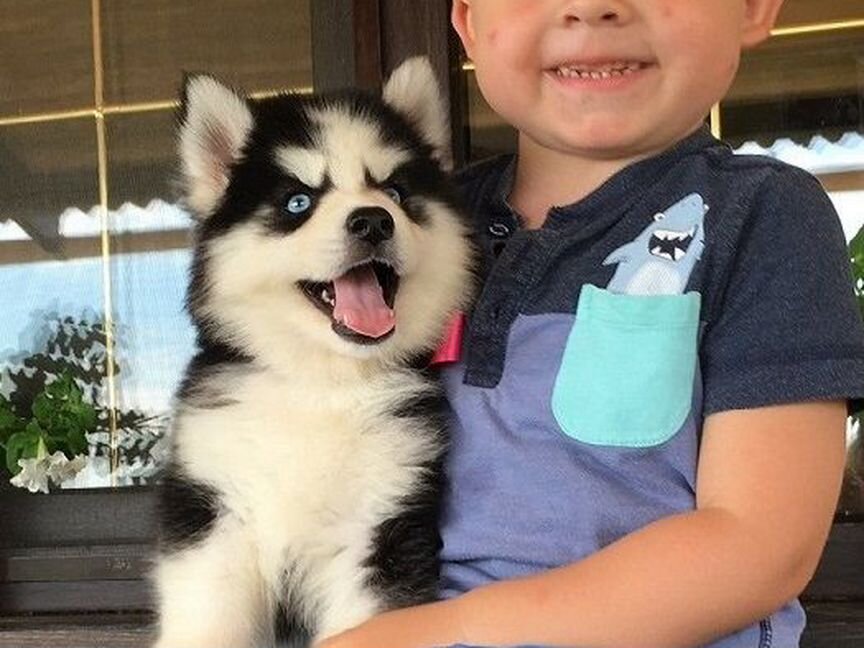 Хаски Классные Малыши с документами для Вас (щеноч