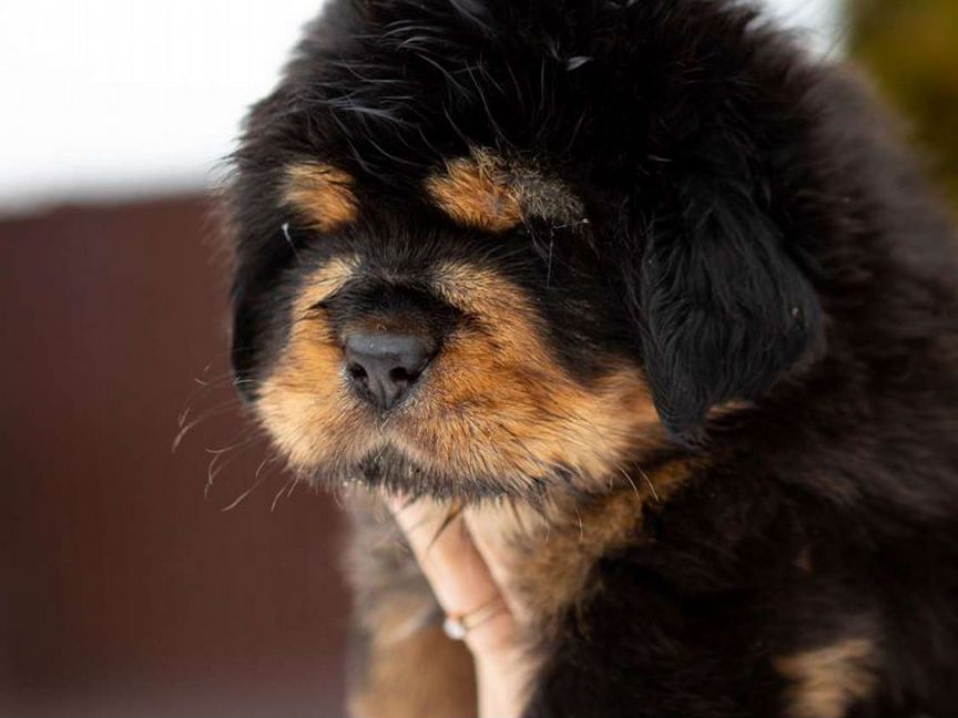 Щенки Тибетского мастифа