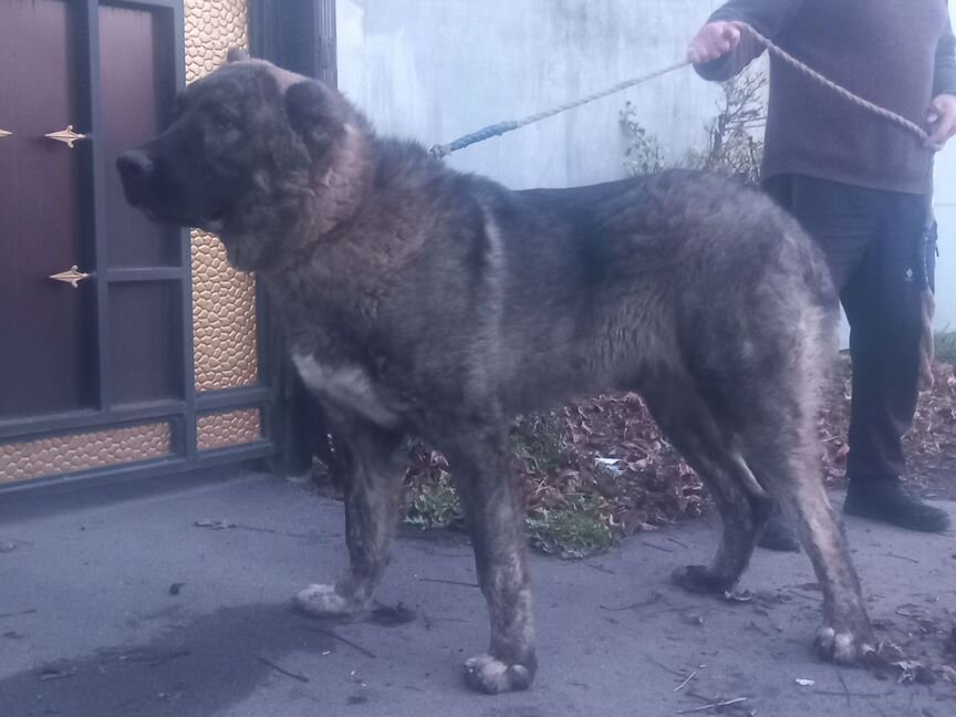 Кавказская овчарка