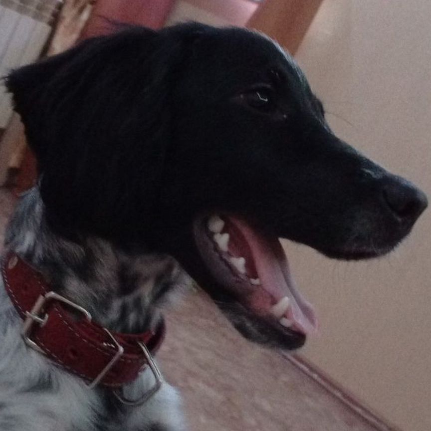 Русский охотничий спаниель, щенок