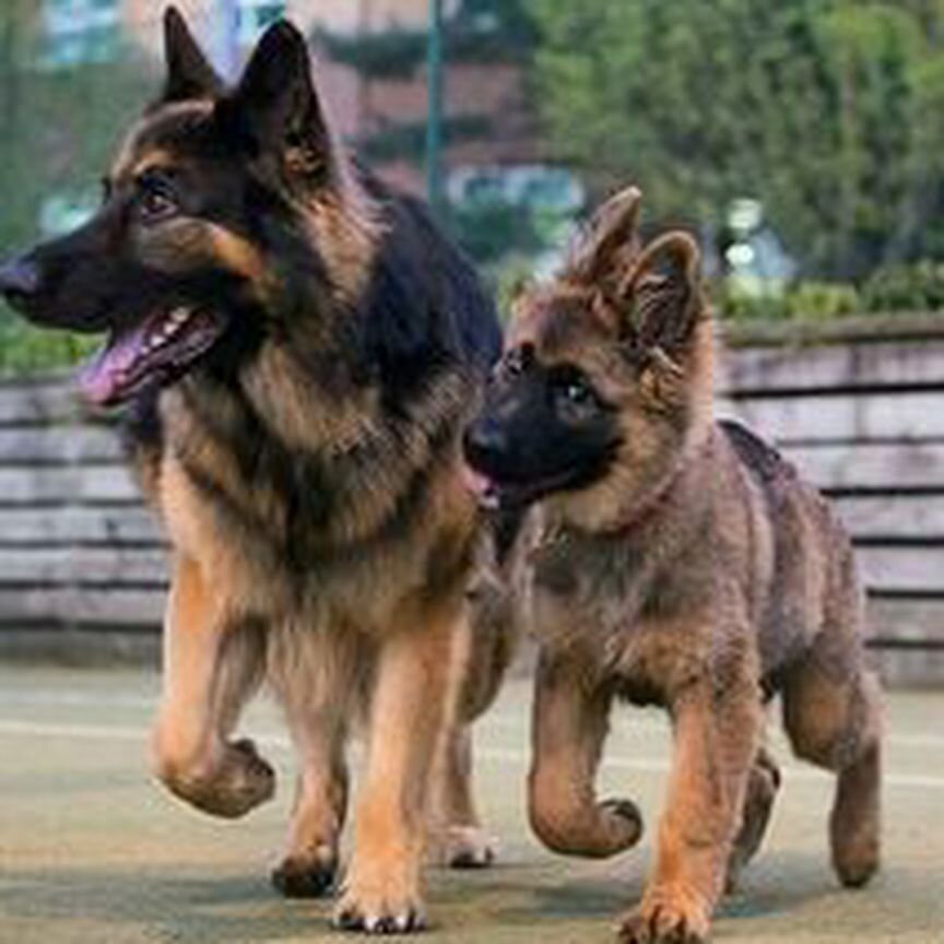 Щенки немецкой овчарки