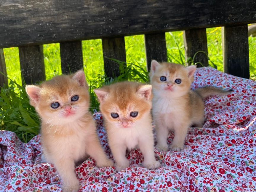 Котики