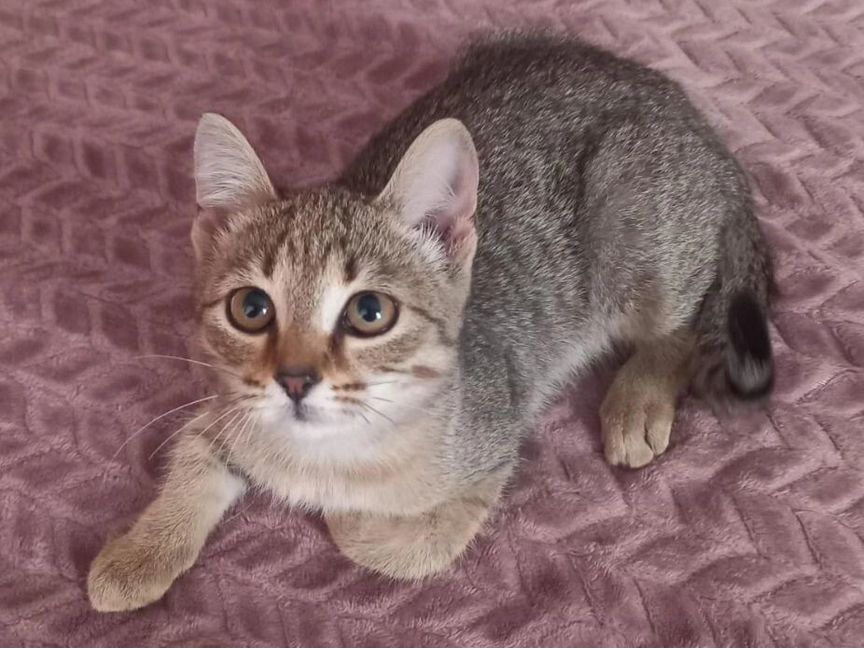 Отдам в добрые руки