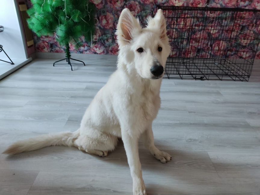 Швейцарская овчарка