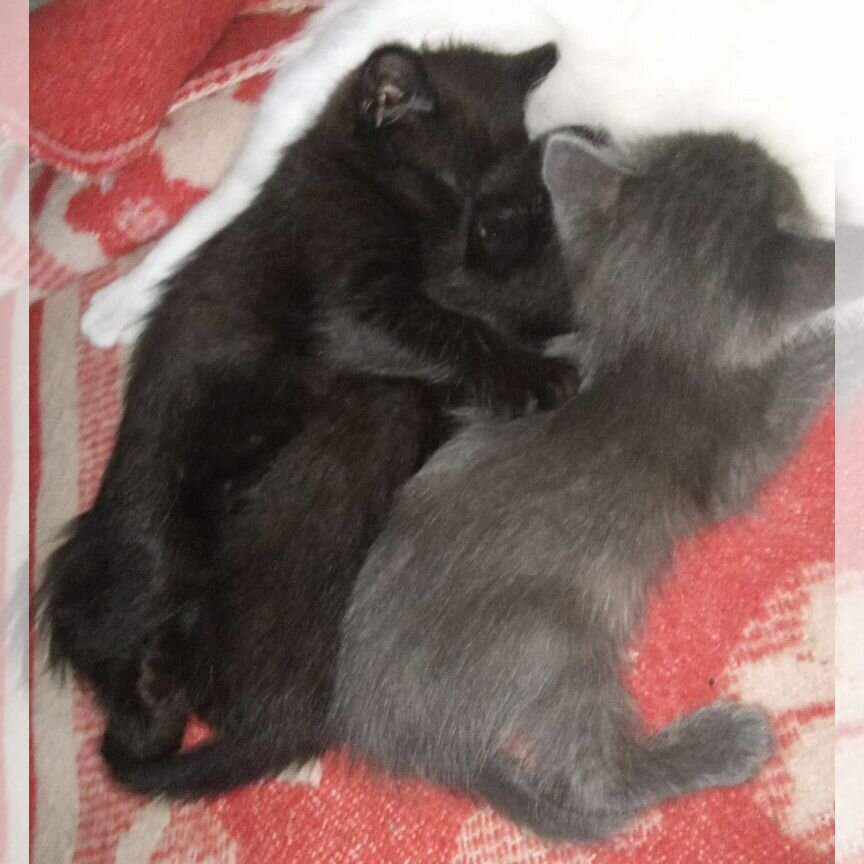 Домашние животные котята бесплатно