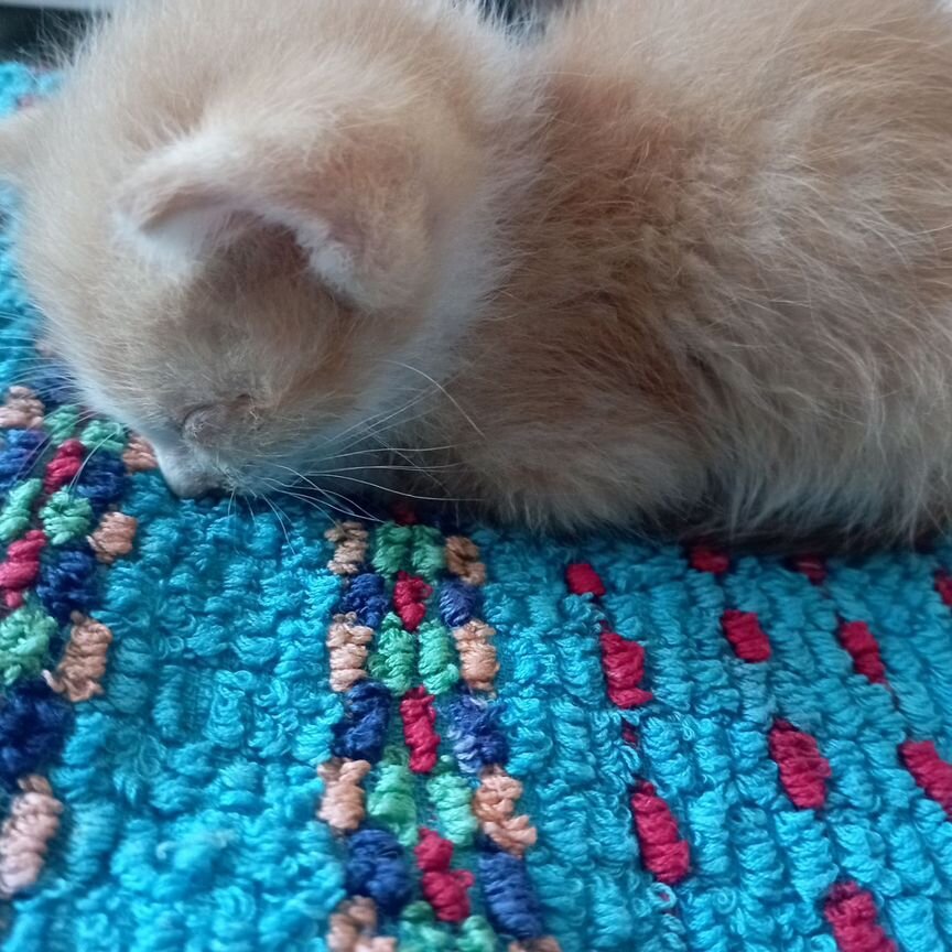 Рыжий котенок, мальчик