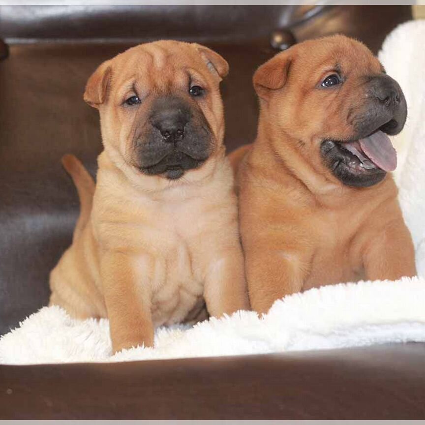 Шарпей, щенок