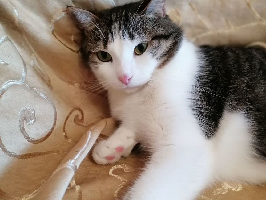 Котик Шустрик в добрые руки