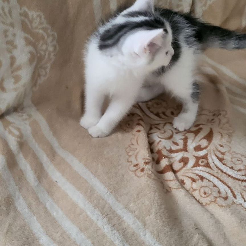 Маленький котеночек