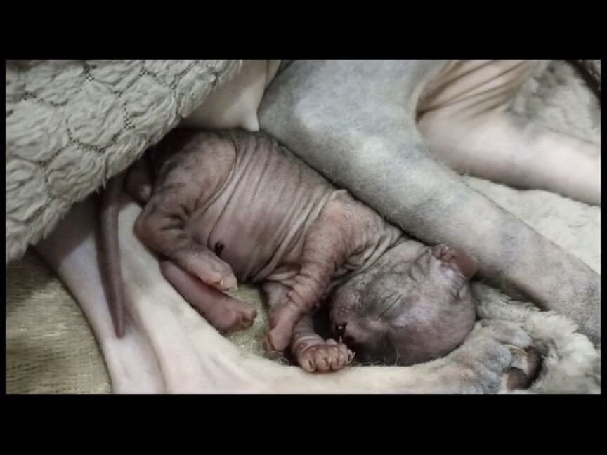 Украинский левкой