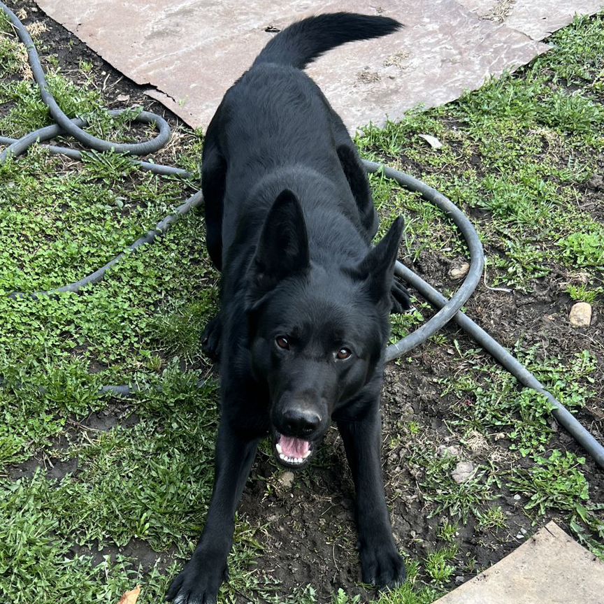 Немецкая овчарка, вязка