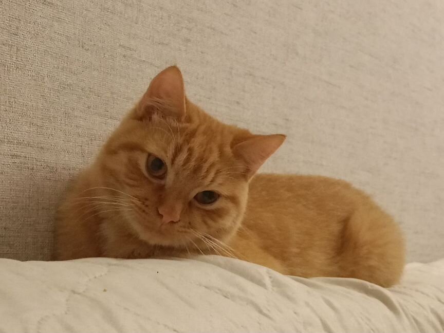 В добрые руки