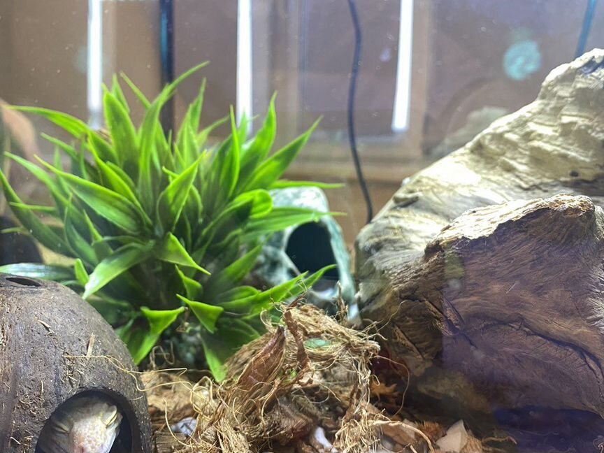 Террариум для рептилий