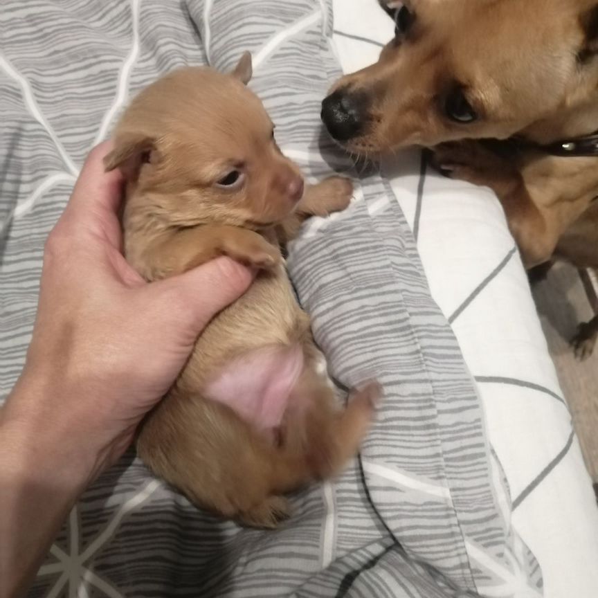 Щенки тойтерьера