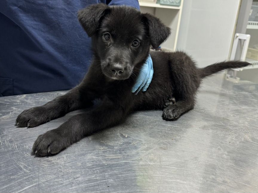 Щенок в добрые руки