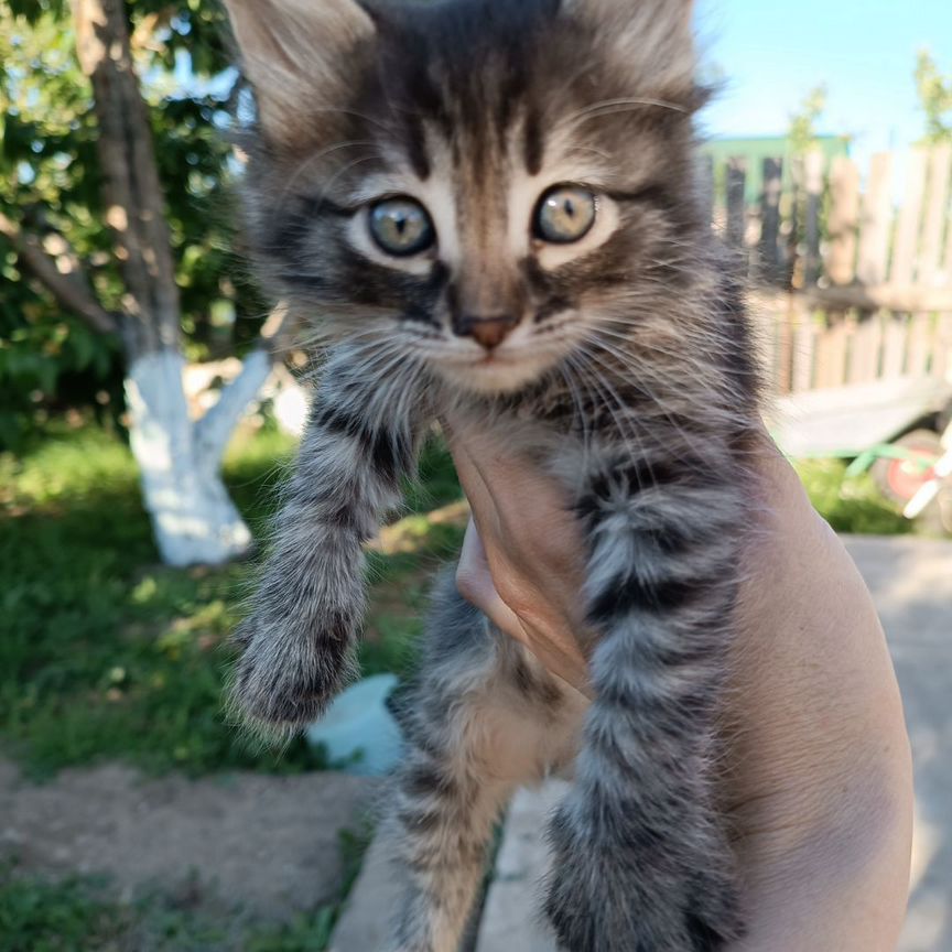 Дачные котята