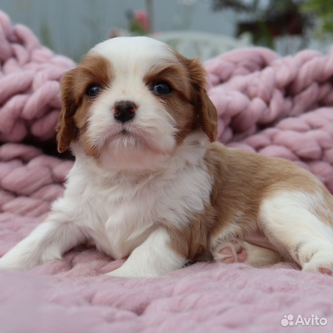 Девочки Кавалер Кинг Чарльз спаниель, бленхейм