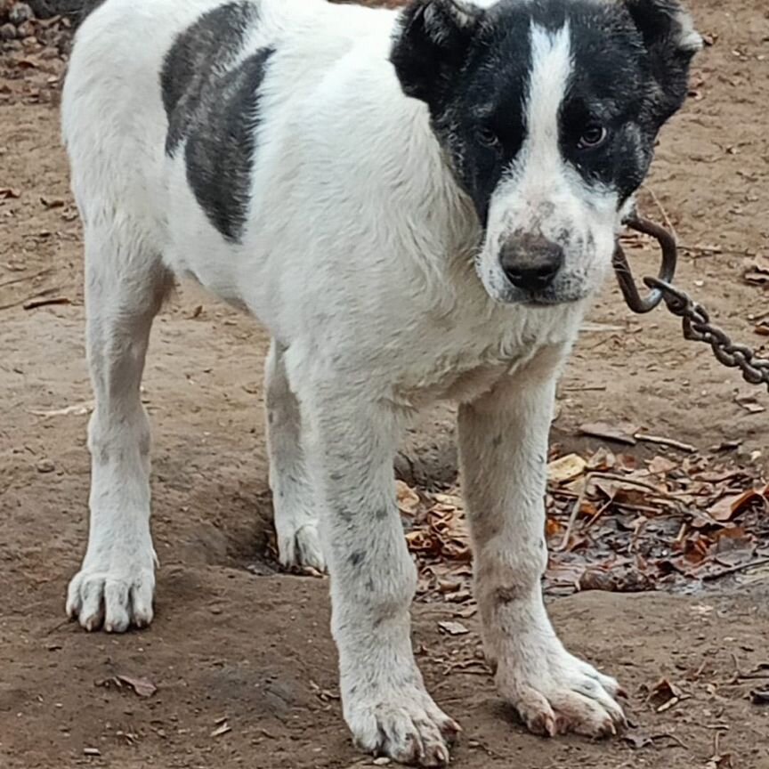 Кавказская овчарка