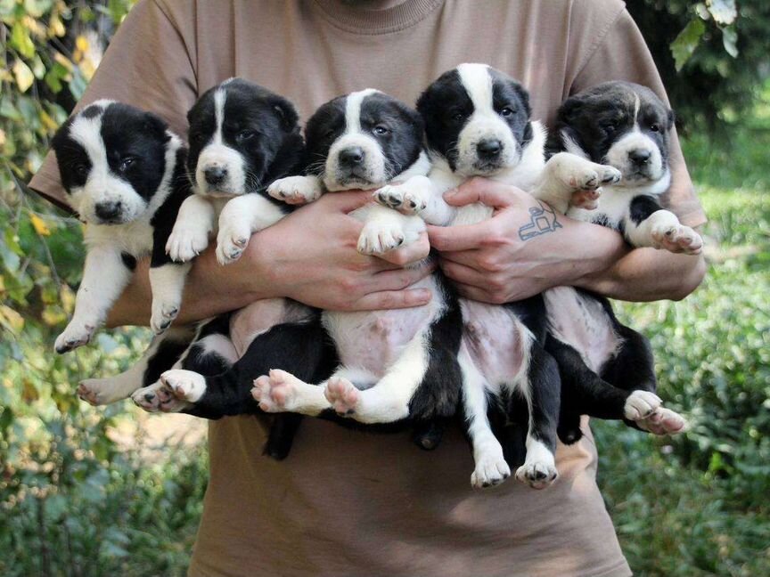 Щенки алабая