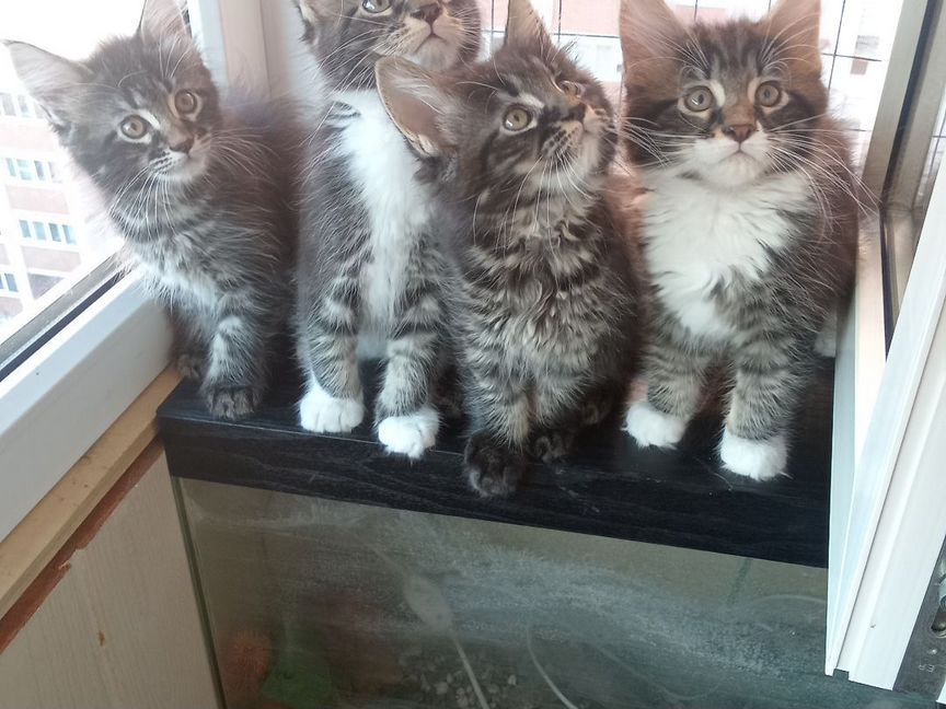Котята мейн-кун