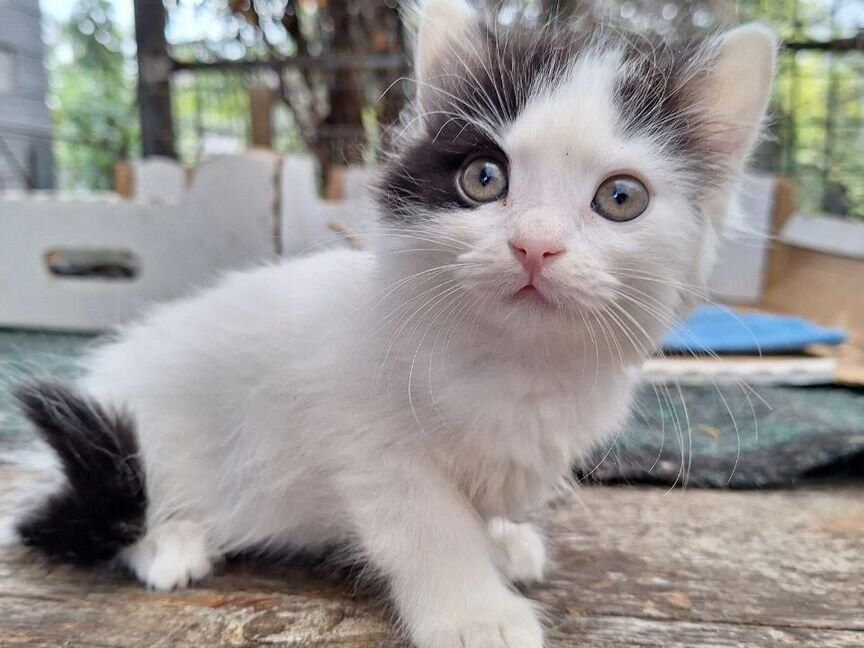 Милый котёнок в добрые руки