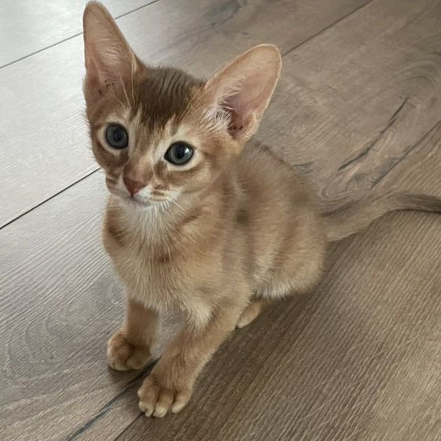 Абиссинский котенок мальчик