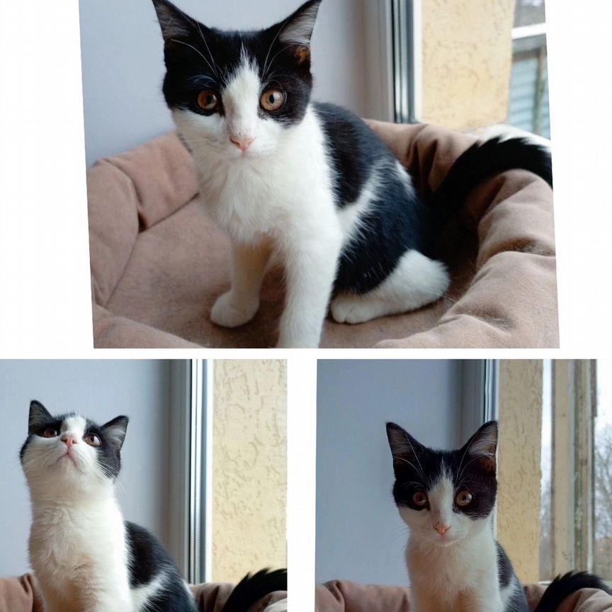 Котик ищет дом